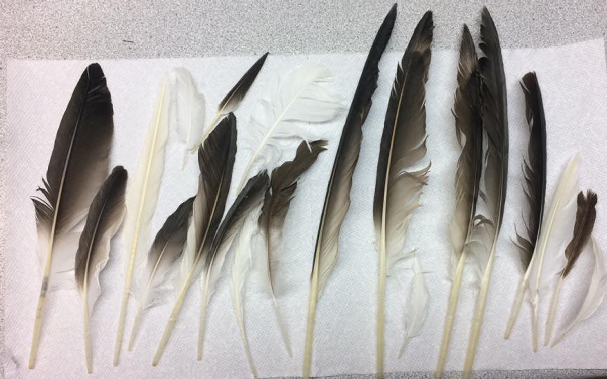 Visitations – Robin's Eggs